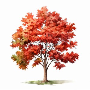 Maple Tree Clipart | 10 High Quality Jpgs | Digital Download | Maple ...