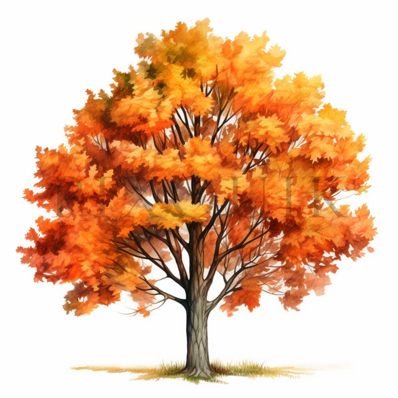 Autumn Maple Tree Clipart | Fall Wall Art (digital Download) - Etsy