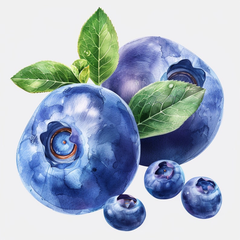Watercolor Blueberries Clipart 10 High Quality Jpgs Digital Download ...
