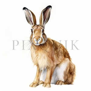 Jack Rabbit Clipart | 10 High Quality Jpgs | Digital Download ...