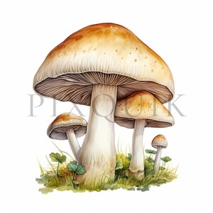 Watercolor Mushroom Clipart | 10 High Quality Jpgs | Instant Digital ...