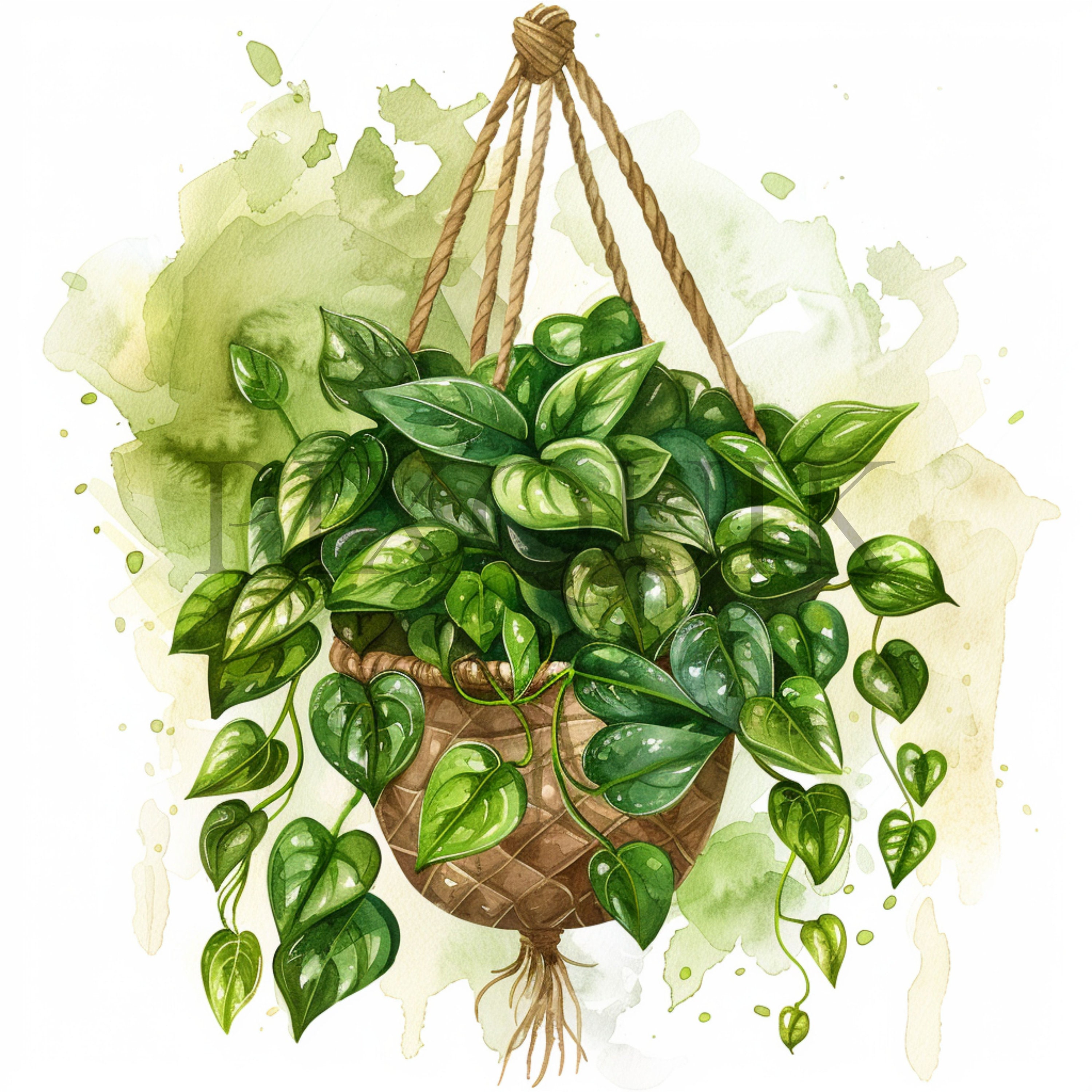 Watercolor Hanging House Plants Clipart 10 High Quality Jpgs Retro ...