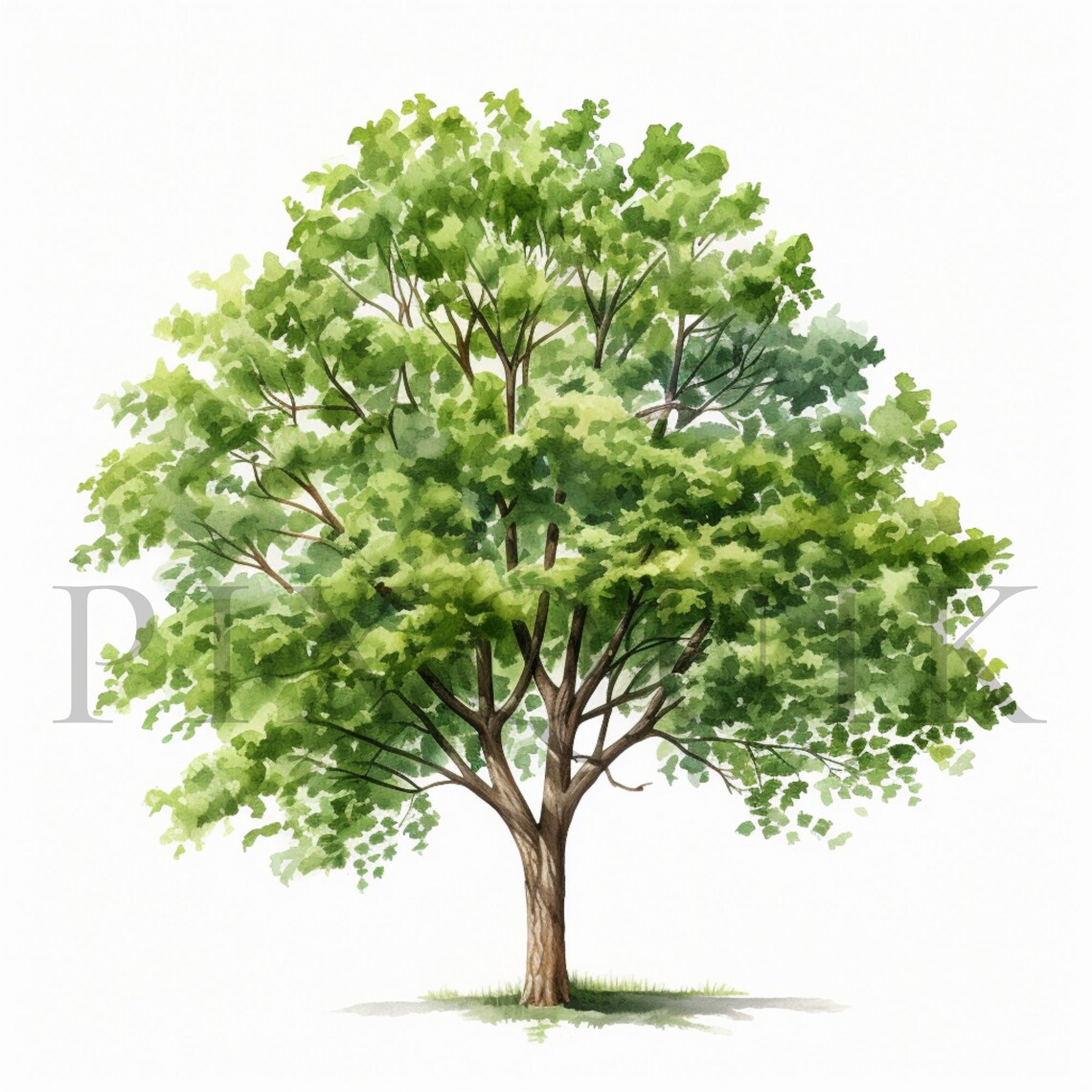 Watercolor Tree Clipart 10 High Quality Jpgs Digital Download Tree ...