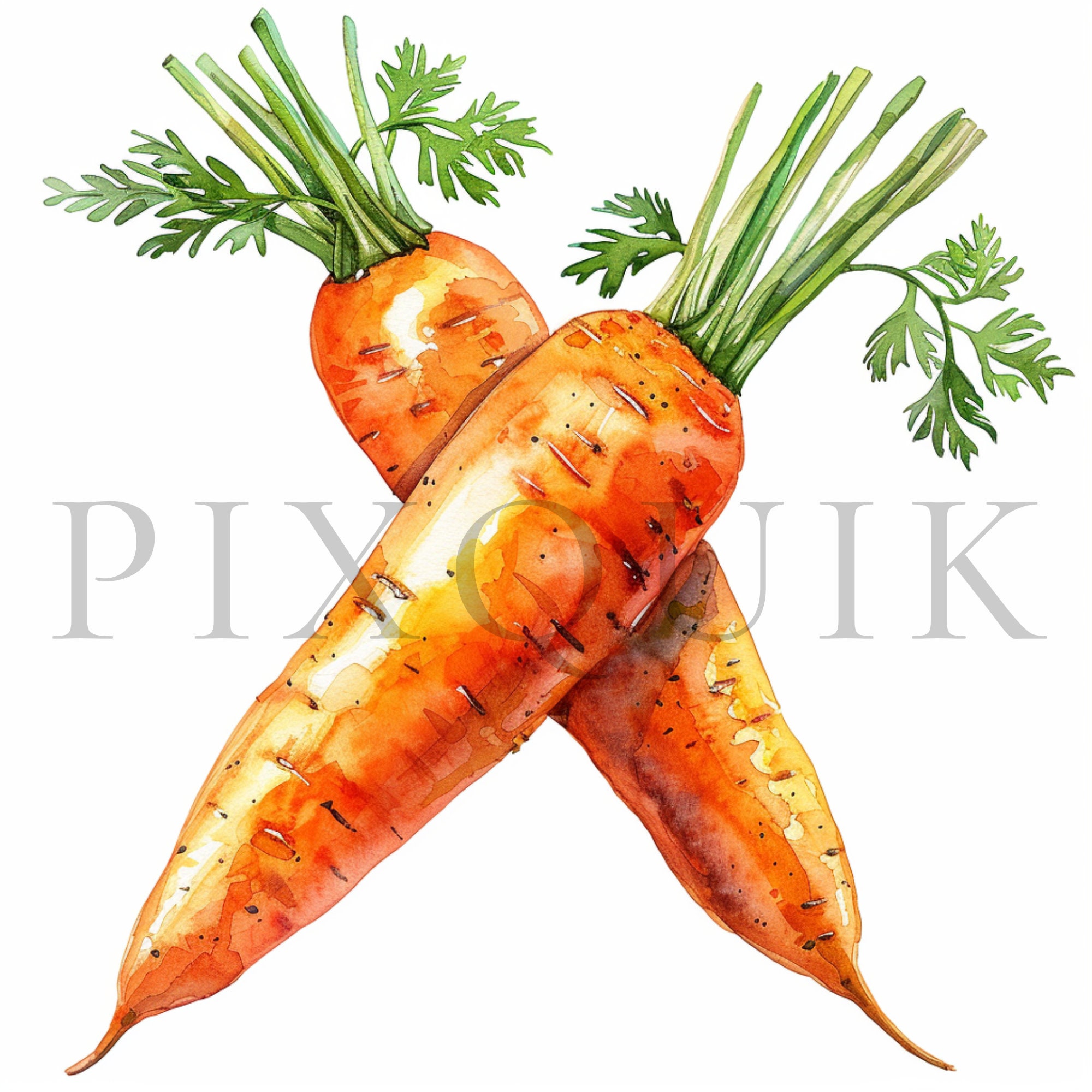 Carrot Clipart 10 High Quality Jpgs Digital Download Carrot Vector ...