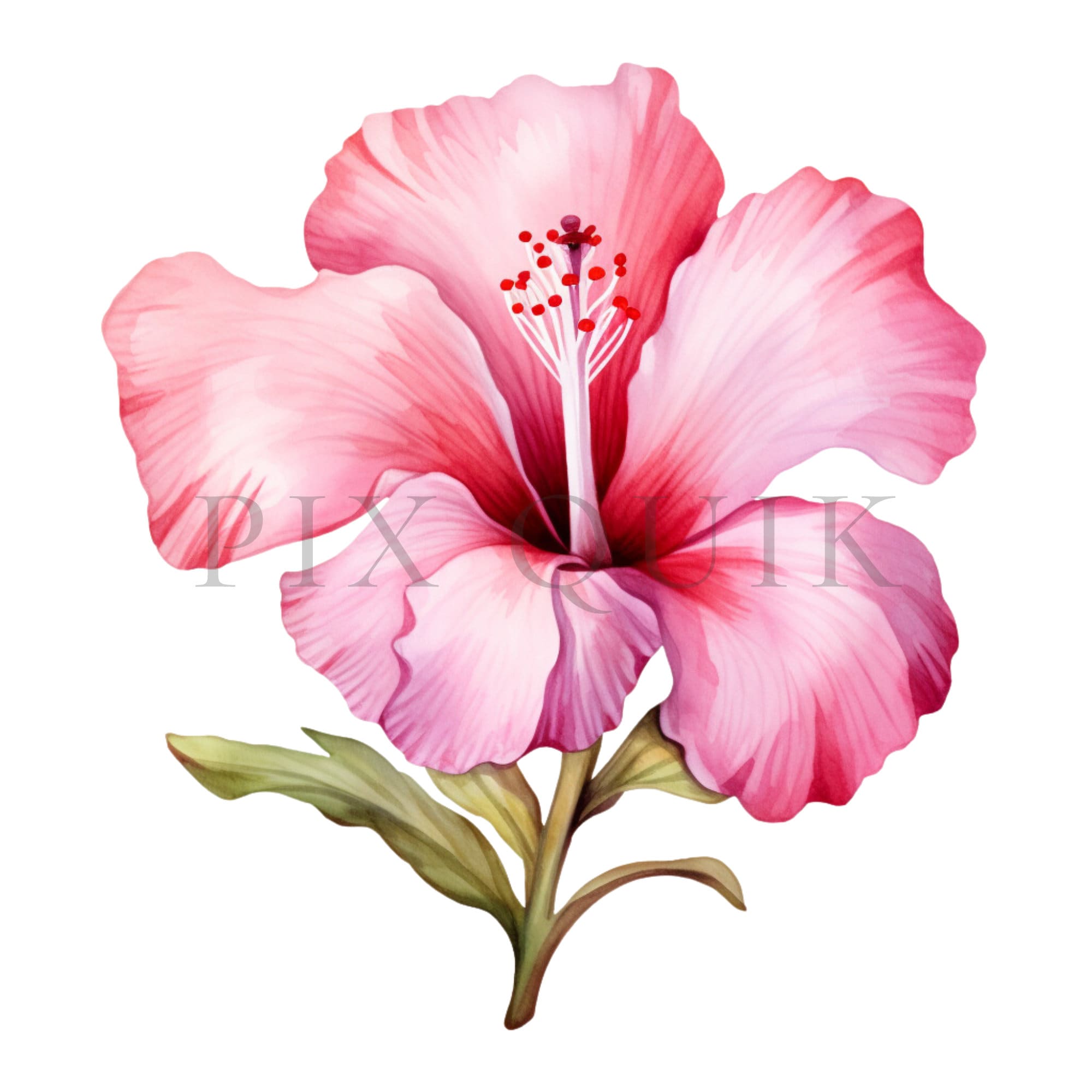 Watercolor Hibiscus Flower Clipart: 10 Jpgs, Commercial Use (digital ...