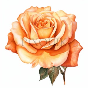 Watercolor Peach Rose Flower | 10 High-quality Jpgs | Floral Clipart ...