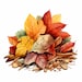 Watercolor Fall Leaf Heap Clipart | 10 High Quality Jpgs | Digital ...