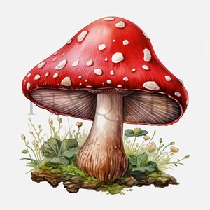 Mushroom Watercolor Clipart | Toadstool Jpgs (digital Download) - Etsy