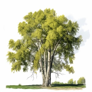 Poplar Tree Illustration | High-quality JPG Clipart (digital Download ...