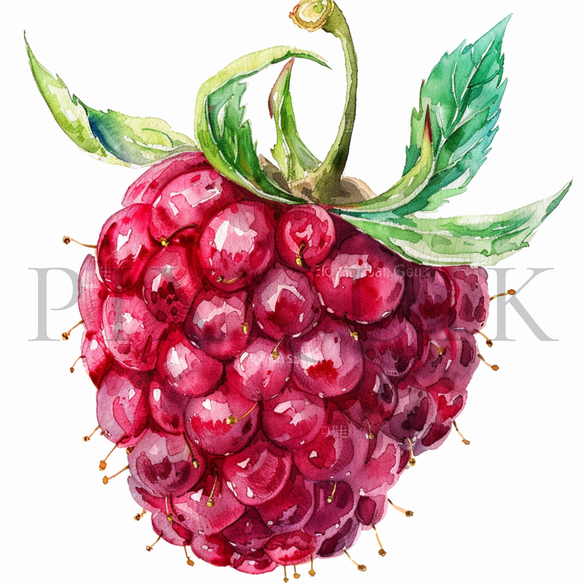 Raspberry Clipart | 10 High Quality Jpgs | Digital Download | Raspberry ...