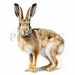 Jack Rabbit Clipart | Nursery Art, Paper Crafts (digital Download) - Etsy