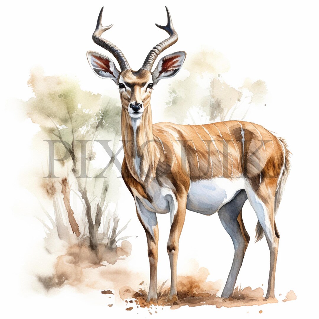 Watercolor Kudu Clipart | Safari Animal Art (digital Download) - Etsy