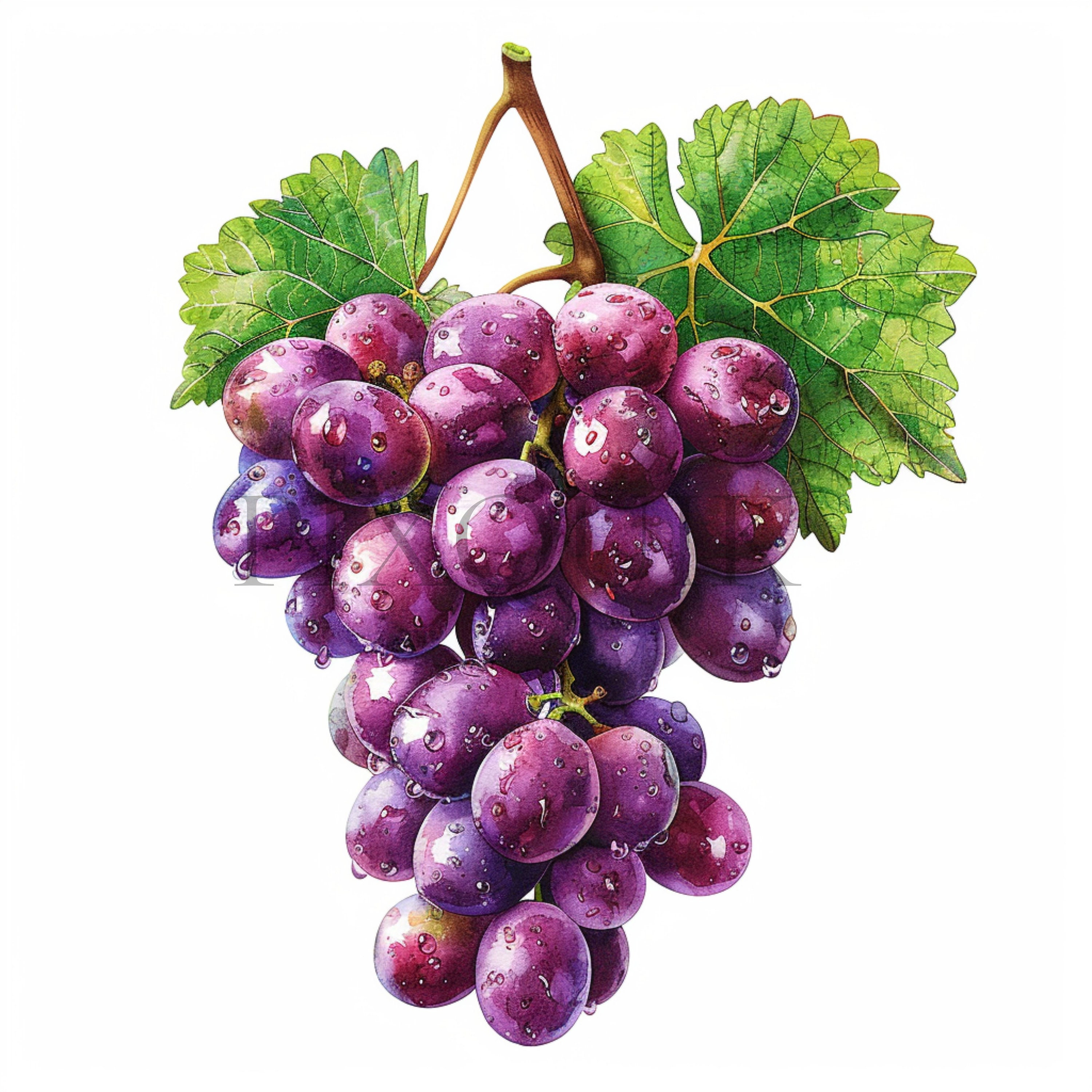 Watercolor Grapes Clipart 10 High Quality Jpgs Fruit Clipart Grape ...