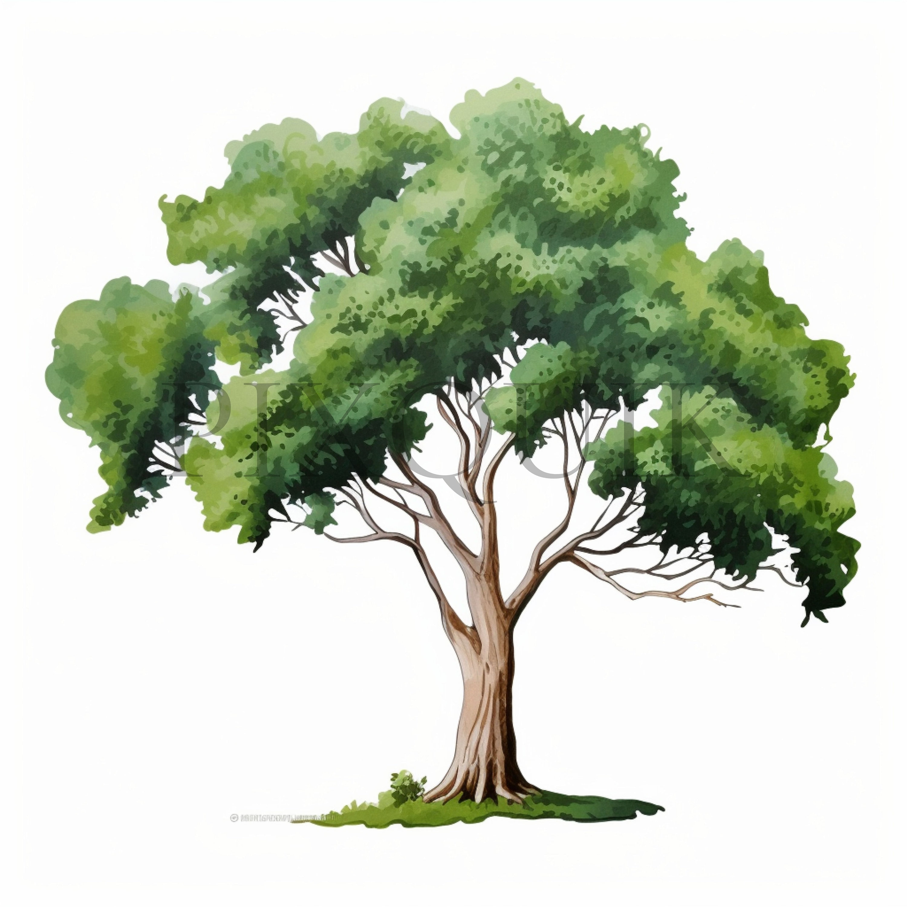 Gum Tree Clipart Tree Clipart 10 High Quality JPG Gum Tree Illustration ...
