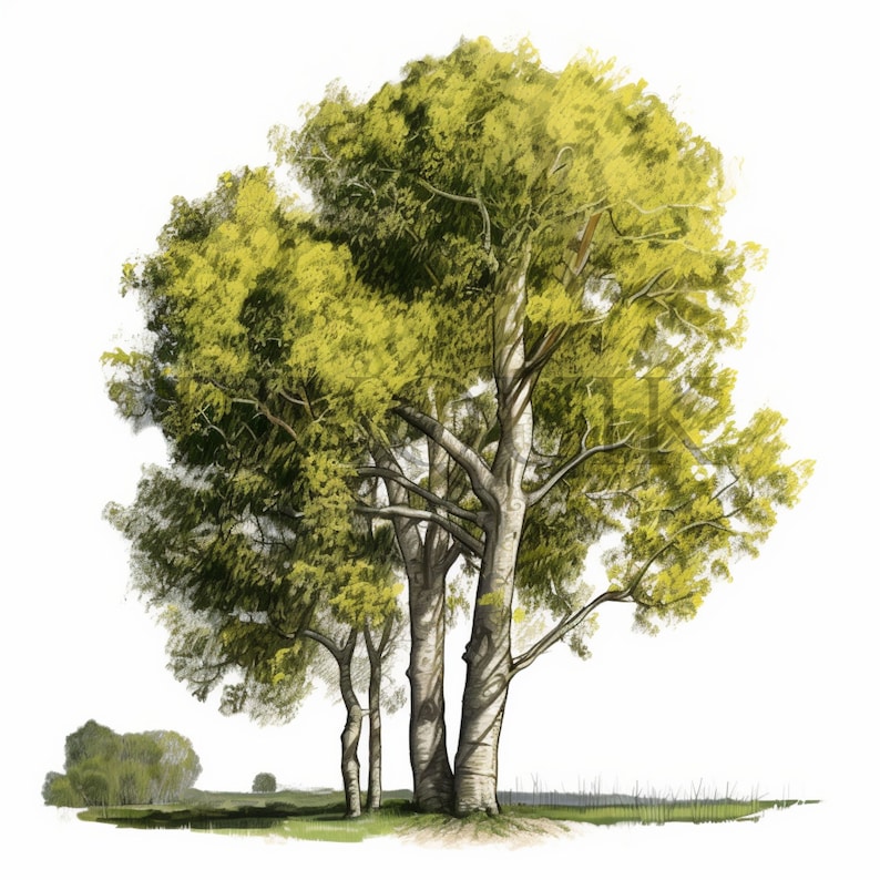 Poplar Tree Illustration | High-quality JPG Clipart (digital Download ...
