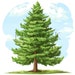 Hemlock Tree Clipart 10 High Quality Jpgs Beautiful Trees Digital ...