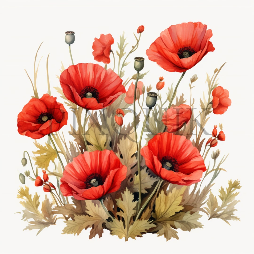 Poppy Clipart: Floral Art, Red Flower Graphics (digital Download) - Etsy