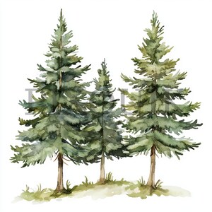 Watercolor Pine Tree Clipart: Nature Illustration (47 JPG Files) - Etsy