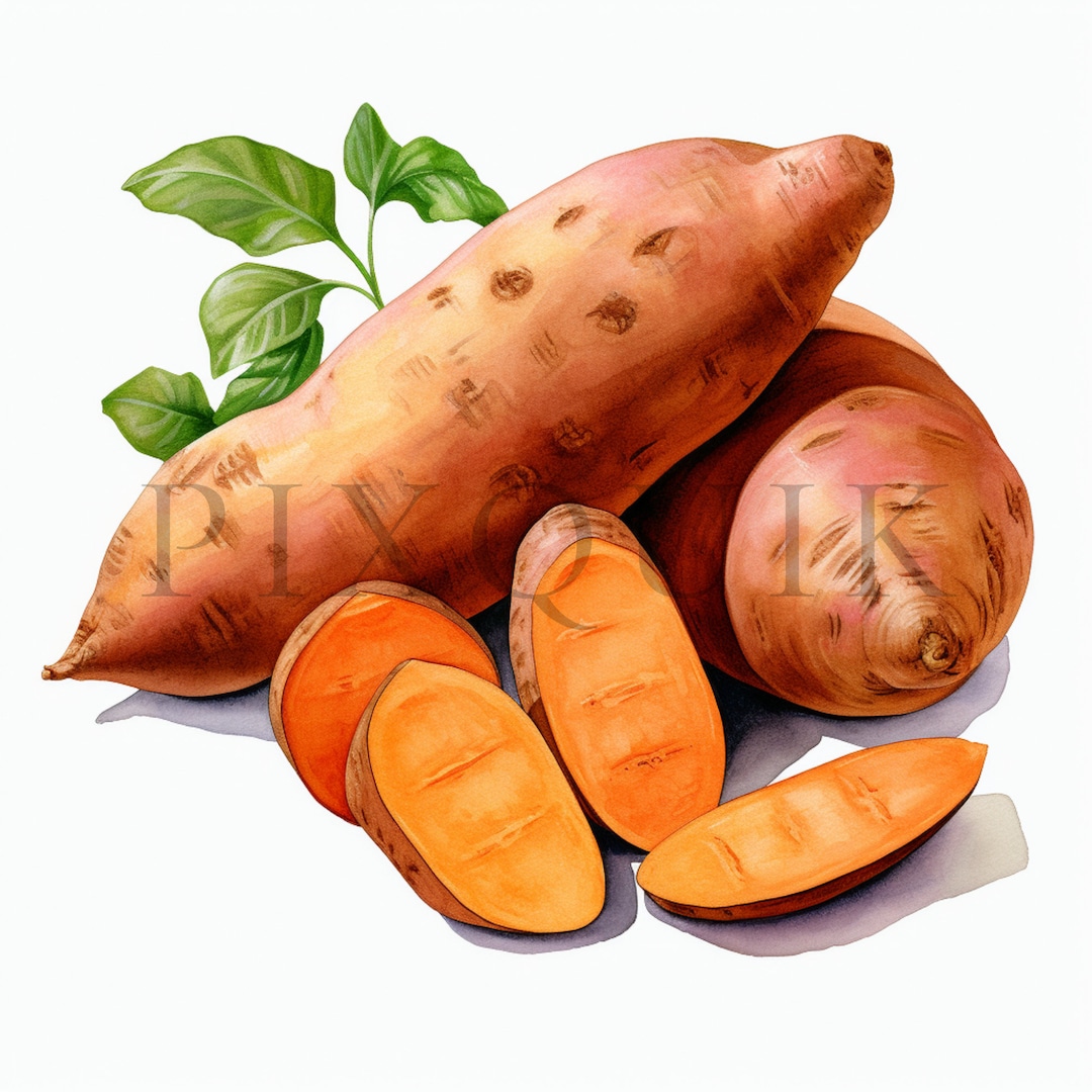 Sweet Potato Clipart | 10 High Quality Jpgs | Instant Digital Download ...