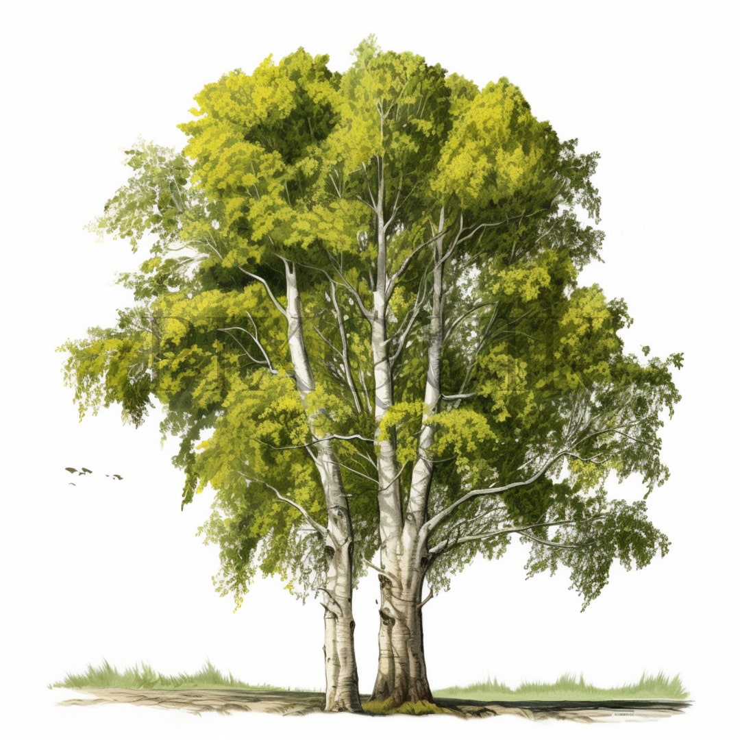 Poplar Tree Illustration | High-quality JPG Clipart (digital Download ...