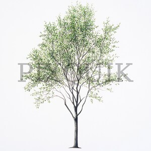 Poplar Tree Clipart | 10 JPG Files | Card Making | Digital Paper Crafts ...
