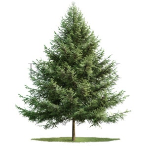Hemlock Tree Clipart | 10 High Quality Jpgs | Beautiful Trees | Digital ...