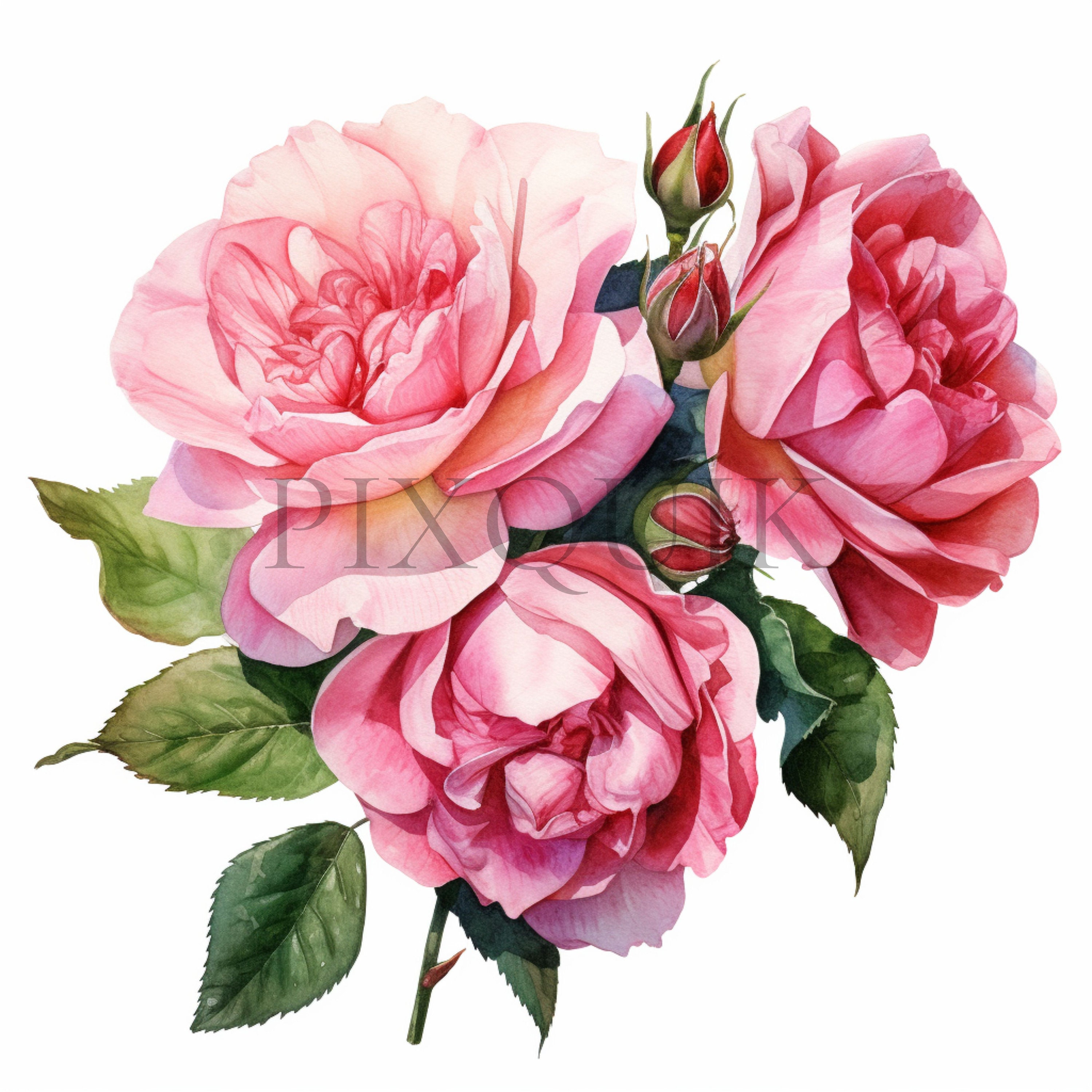 Watercolor Rose Clipart Set - 10 High-quality Jpgs | Instant Digital ...