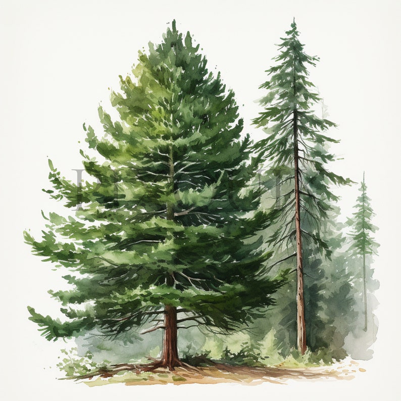 Evergreen Tree Clipart | High-quality Forest Illustration (digital ...