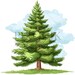 Hemlock Tree Clipart | High-quality Jpgs, Commercial Use (digital ...