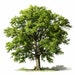 Ash Trees Clipart 10 High Quality Jpgs Botanical Art Ash Tree Digital ...
