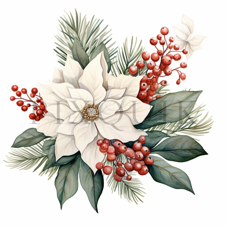 Holiday Poinsettia Clipart | Christmas Floral JPG (digital Download) - Etsy