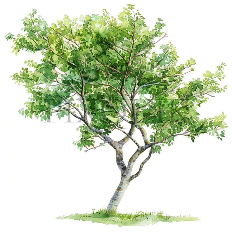 Alder Tree Clipart 10 High Quality Jpgs Alder Tree Digital Download ...