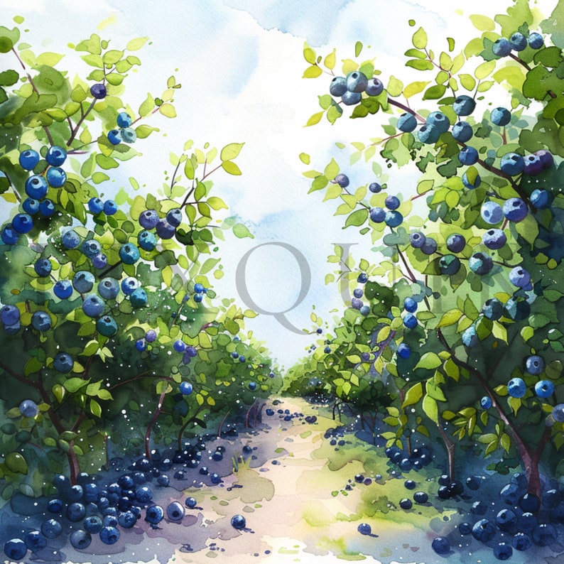 Watercolor Blueberries Clipart: 10 Jpgs, Commercial Use (digital ...