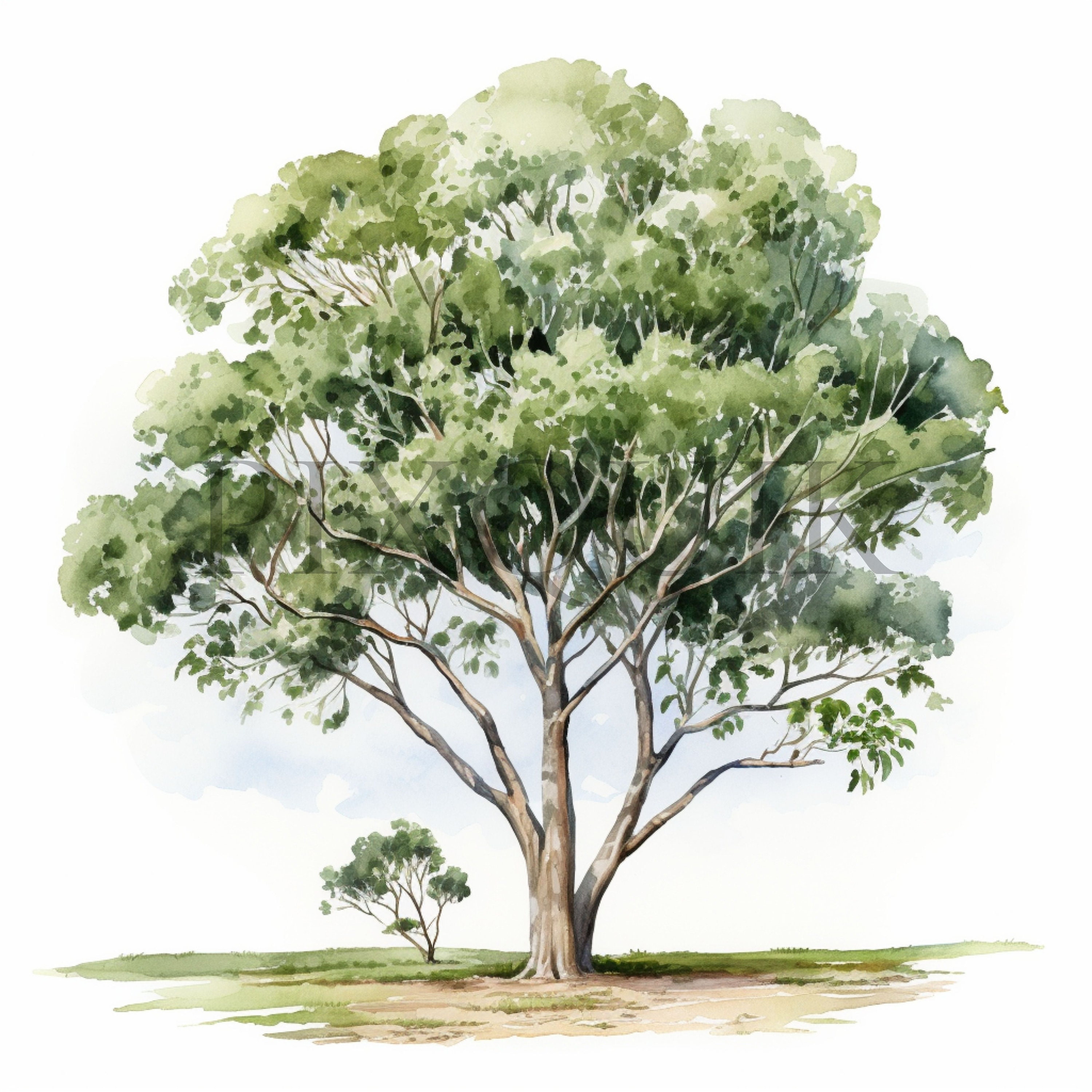 Gum Tree Clipart Tree Clipart 10 High Quality JPG Gum Tree Illustration ...
