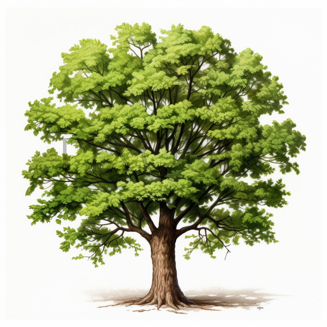 Walnut Tree Clipart | Tree Clipart | 10 High Quality JPG | Walnut ...