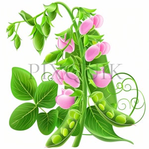 Sweet Peas Clipart | 10 High Quality JPG | Sweetpeas | Sweet Pea ...