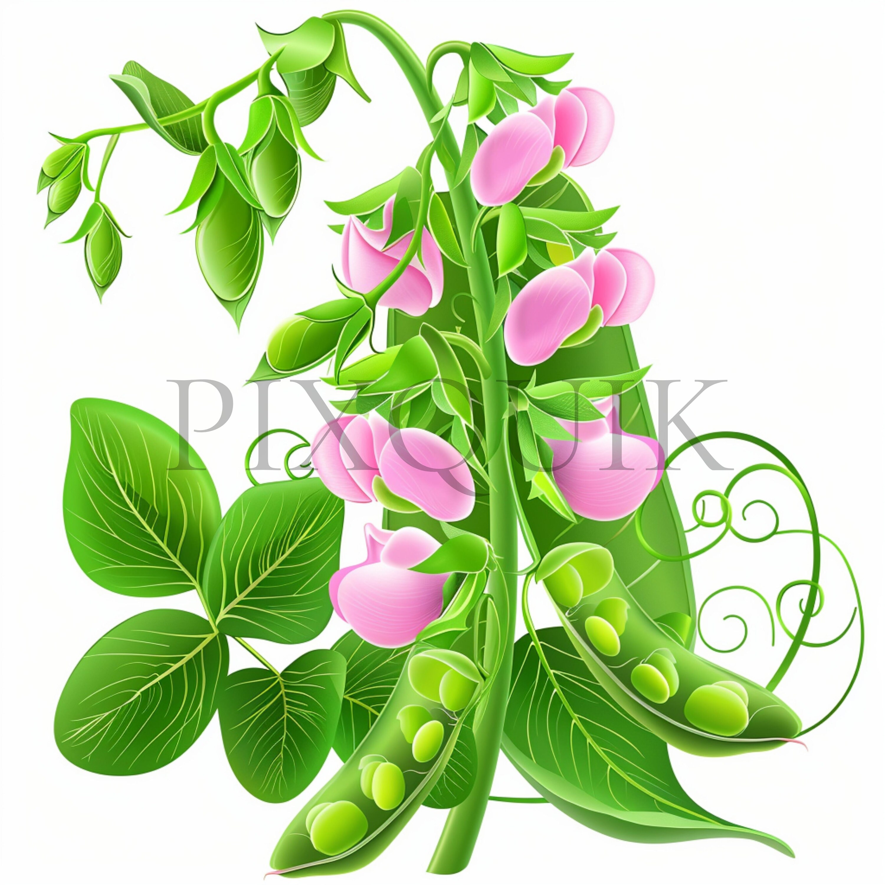 Sweet Peas Clipart 10 High Quality JPG Sweetpeas Sweet Pea Sweet Peas ...
