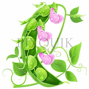 Sweet Peas Clipart | 10 High Quality JPG | Sweetpeas | Sweet Pea ...