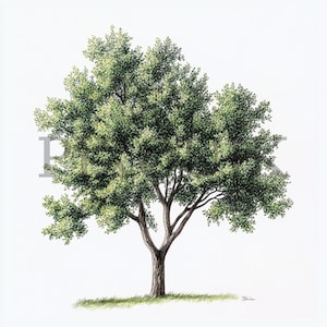 Ash Tree Clipart | 10 JPG Files | Card Making | Digital Paper Crafts ...