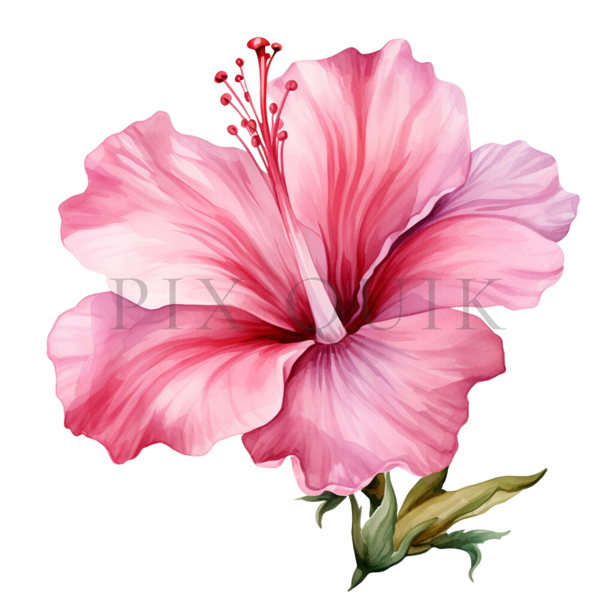 Watercolor Hibiscus Flower Clipart: 10 Jpgs, Commercial Use (digital ...