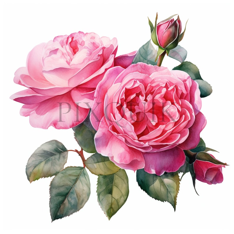 Watercolor Rose Clipart Set - 10 High-quality Jpgs | Instant Digital ...