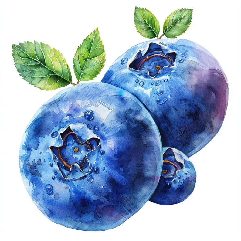 Watercolor Blueberries Clipart 10 High Quality Jpgs Digital Download ...