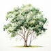 Gum Tree Clipart Tree Clipart 10 High Quality JPG Gum Tree Illustration ...