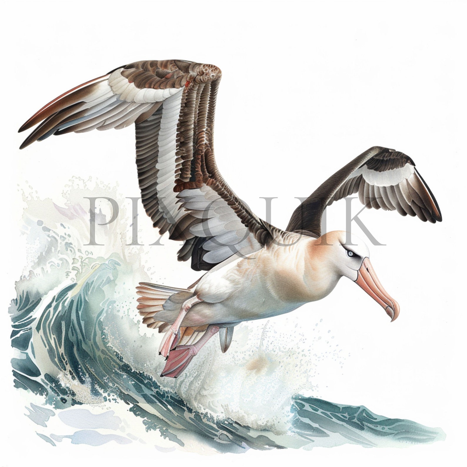 Watercolor Albatross Clipart | Bird Digital Art (10 JPG) - Etsy