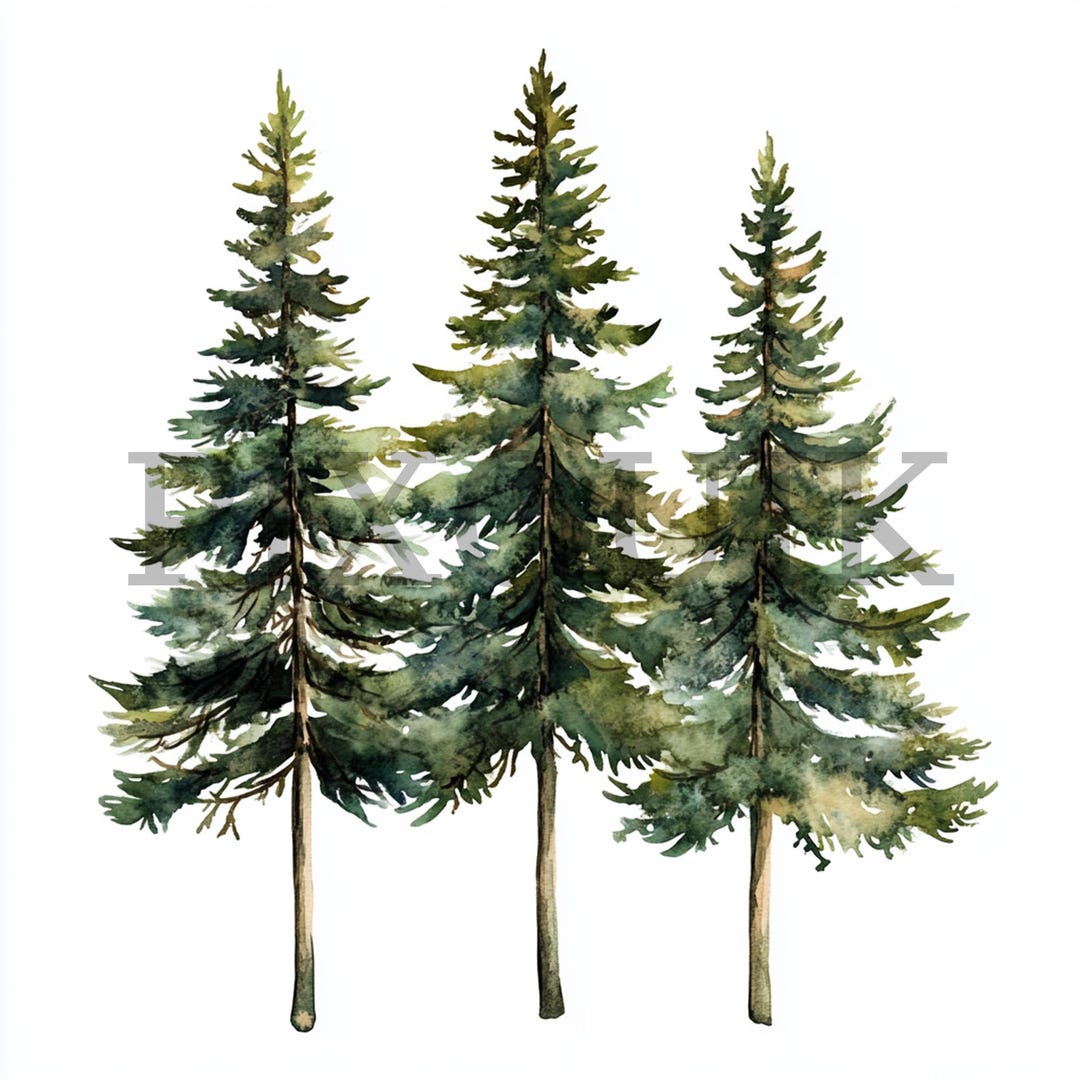 Watercolor Pine Tree Clipart: Nature Illustration (47 JPG Files) - Etsy