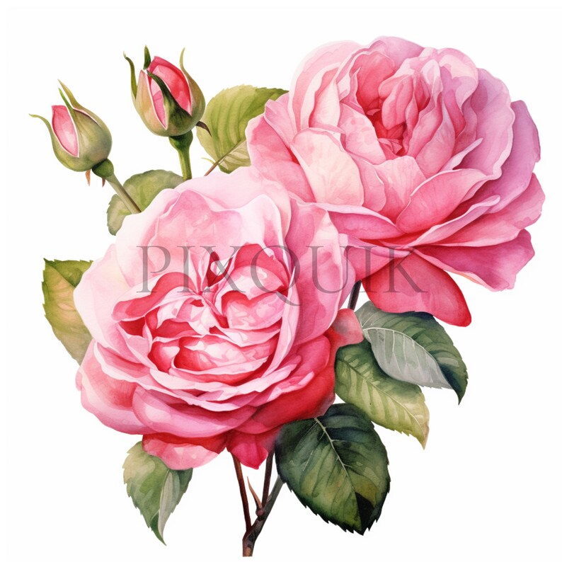 Watercolor Rose Clipart Set – High-quality Floral Graphics (digital ...