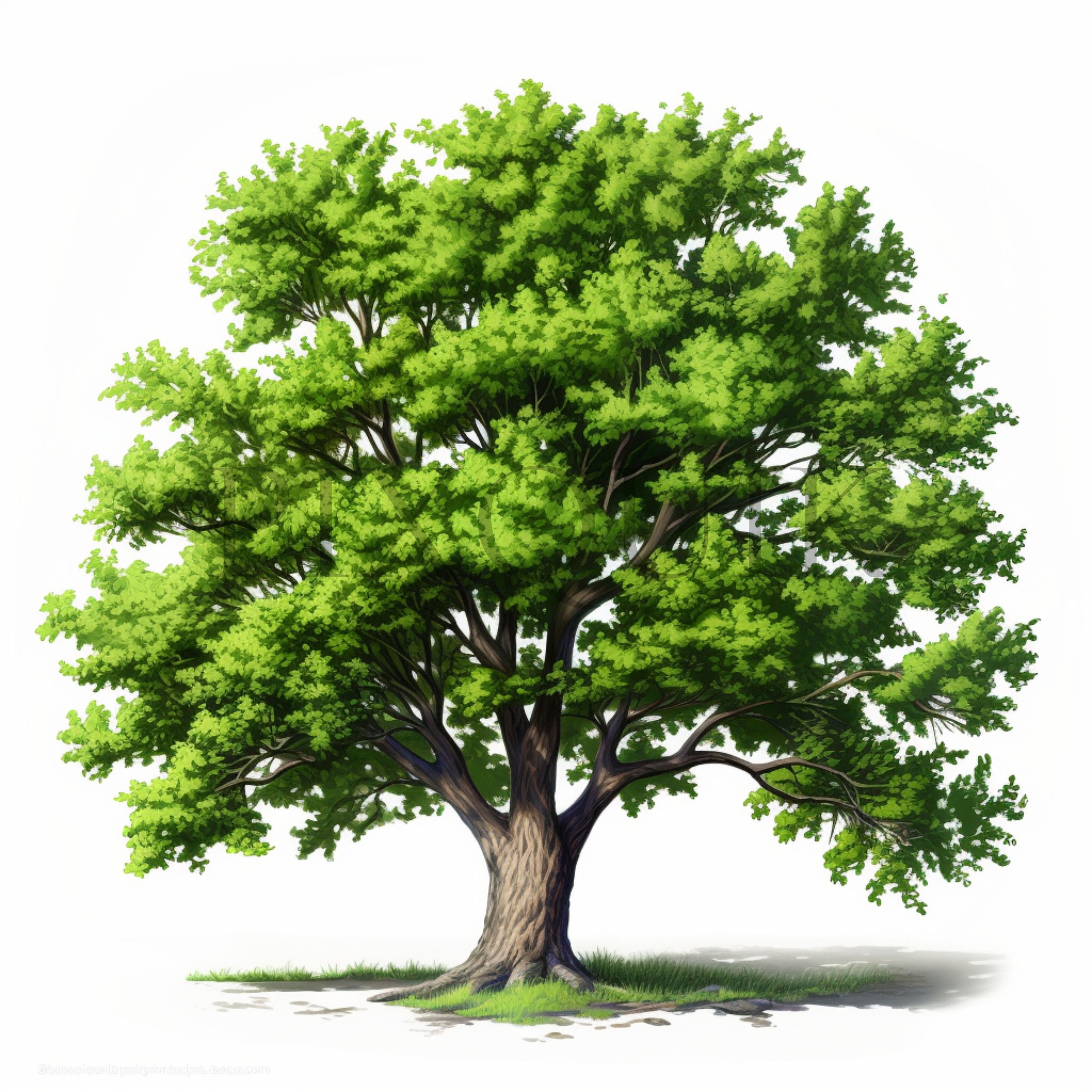 Ash Trees Clipart 10 High Quality Jpgs Botanical Art Ash Tree Digital ...