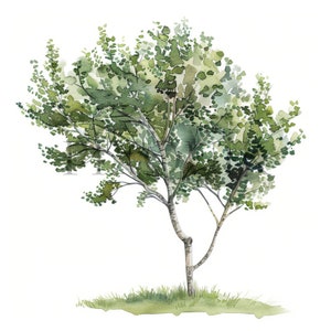 Alder Tree Clipart | 10 High Quality Jpgs | Alder Tree | Digital ...