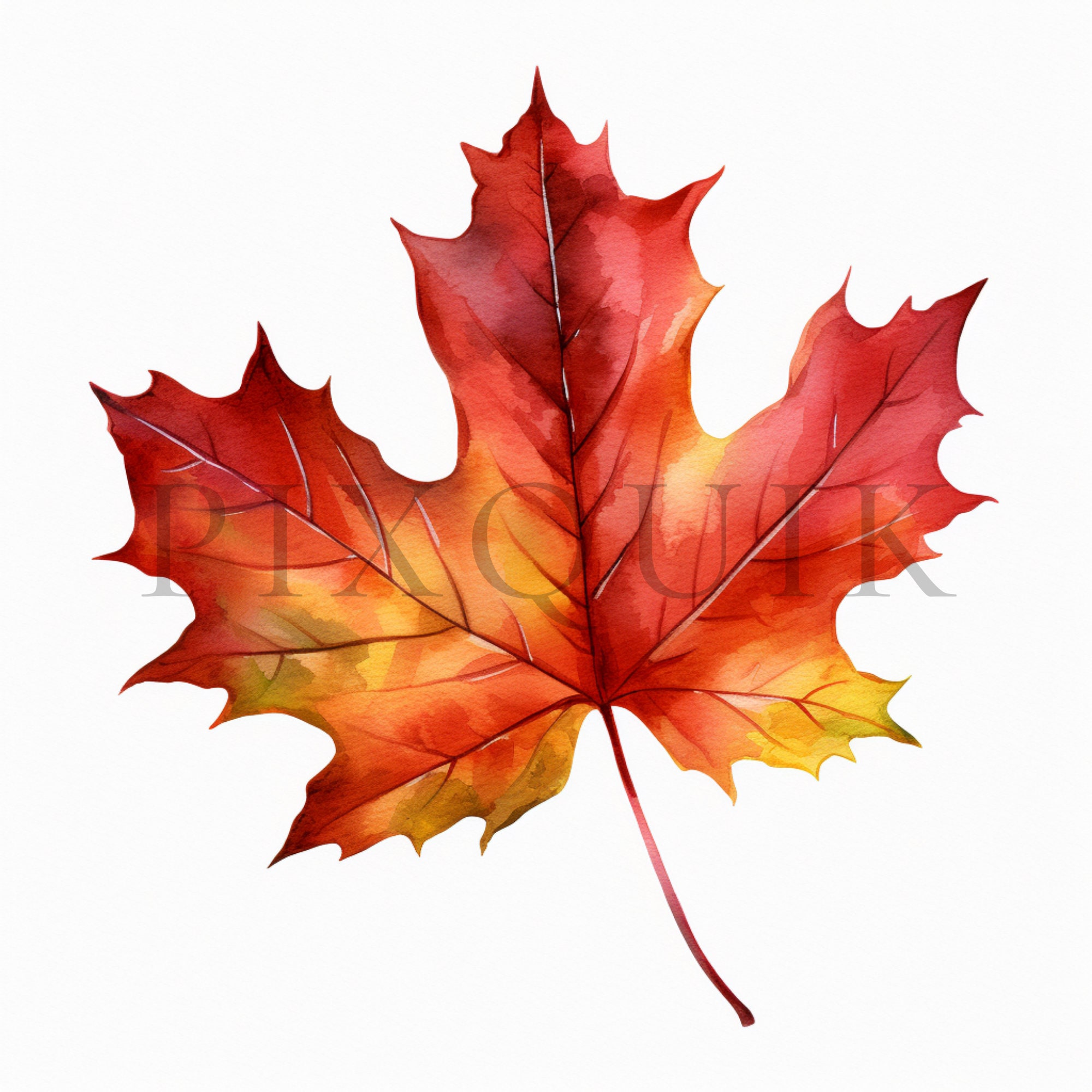 Autumn Maple Leaf Clipart | Fall Foliage Jpgs (digital Download) - Etsy