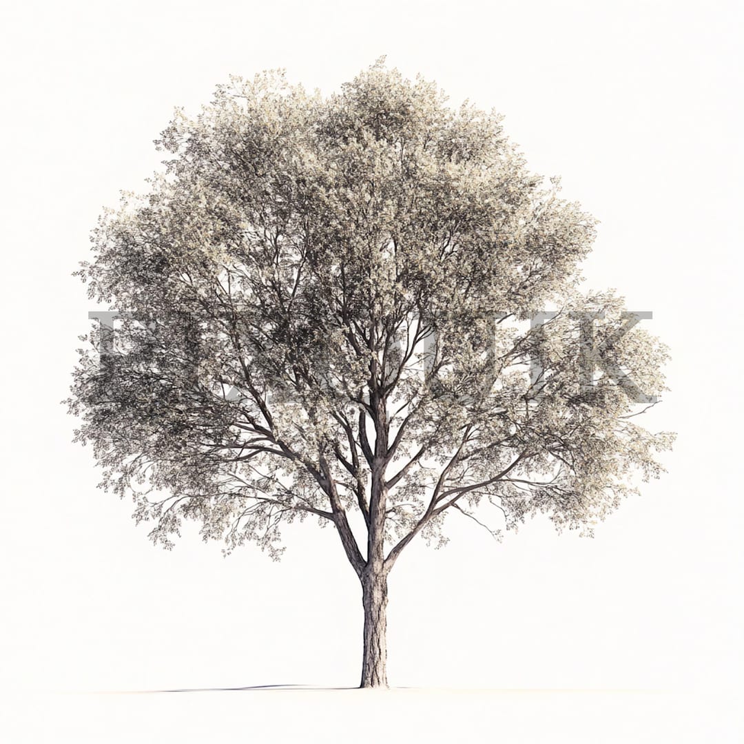Poplar Tree Clipart | 10 JPG Files | Card Making | Digital Paper Crafts ...